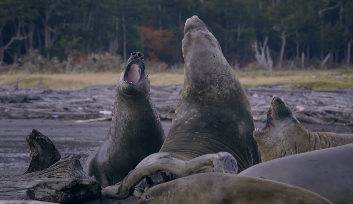 Mocheros - Chilevisión