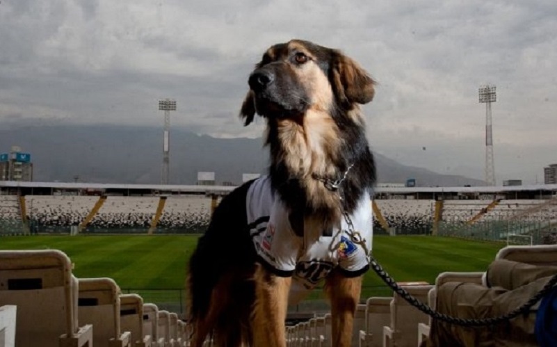 Tristeza en Colo Colo por muerte de “Capitán”, el perro mascota que ...