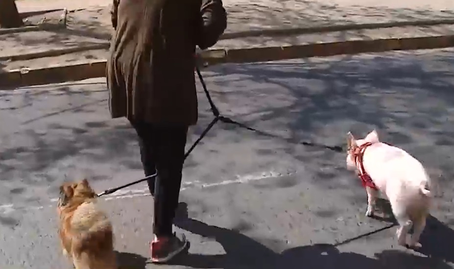 La historia del cerdito Chicharrón y la familia que lo adoptó como ...