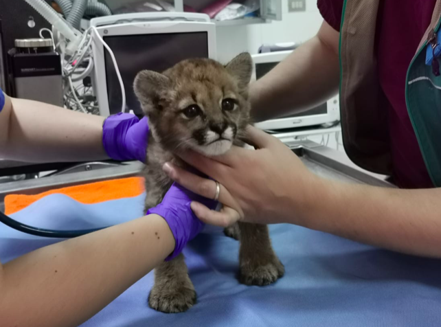 Puma bebé fue encontrado sin su madre: Lo rescataron, pero no podrá ...