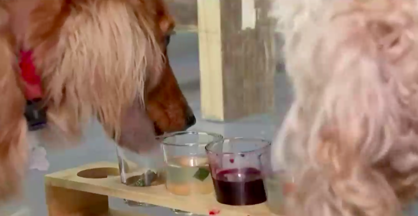 Para compartir con tu mascota: Bar pet friendly sirve "tragos" a los ...