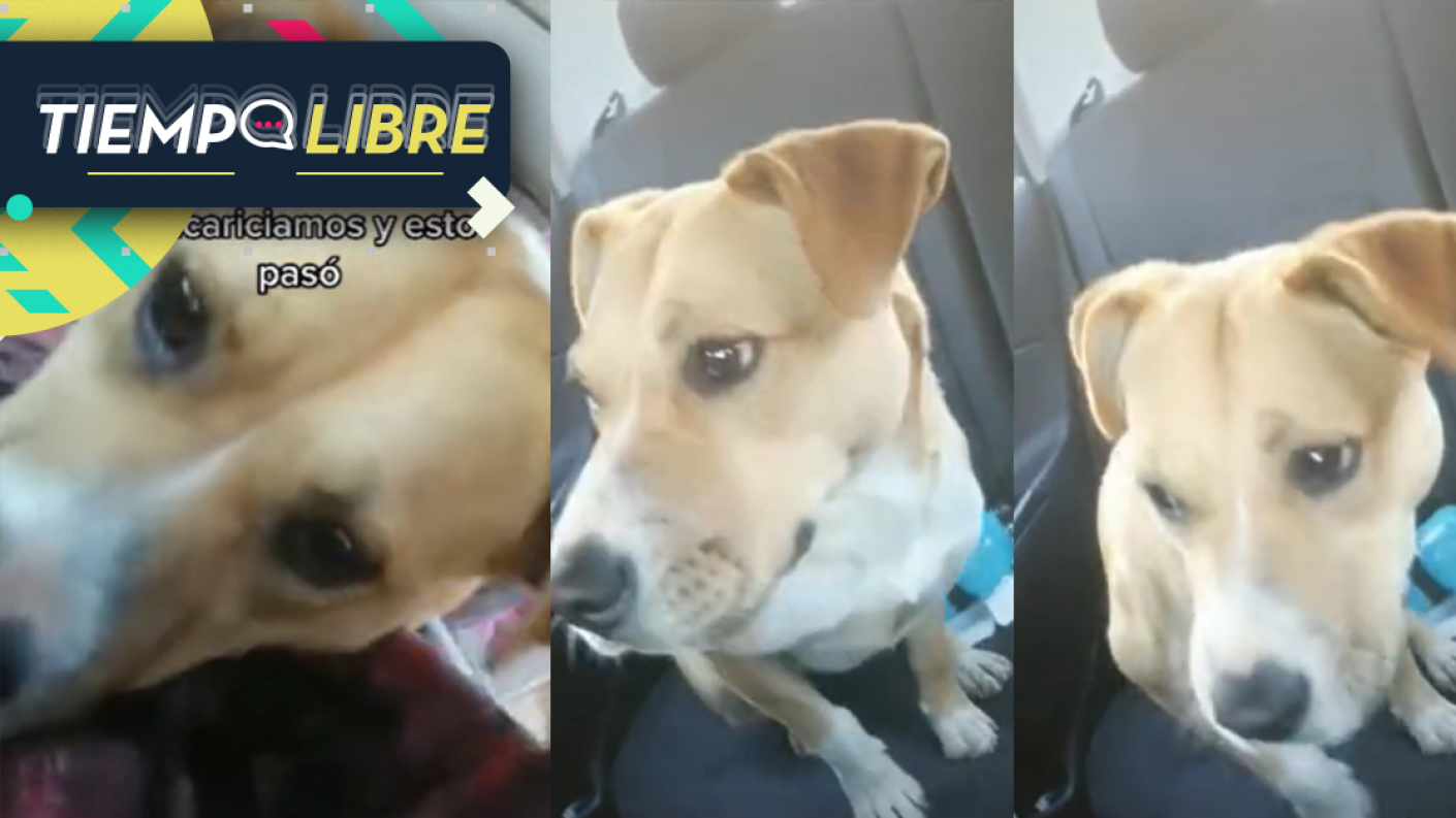 “Se adoptó solo”: Perrito se subió a un auto luego de que unos jóvenes ...