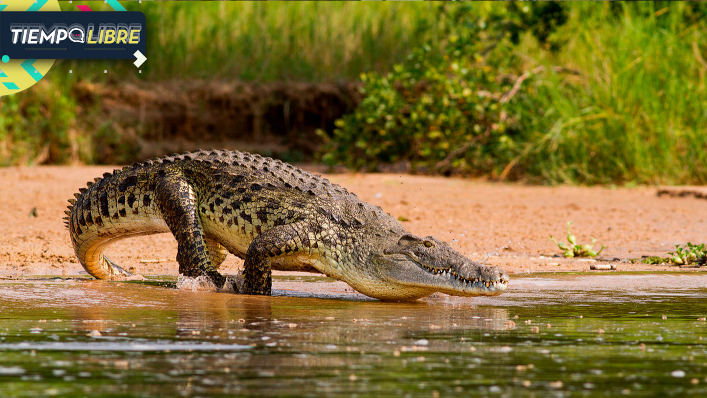 Menor de un año fue devorado y arrastrado al mar por un cocodrilo ...