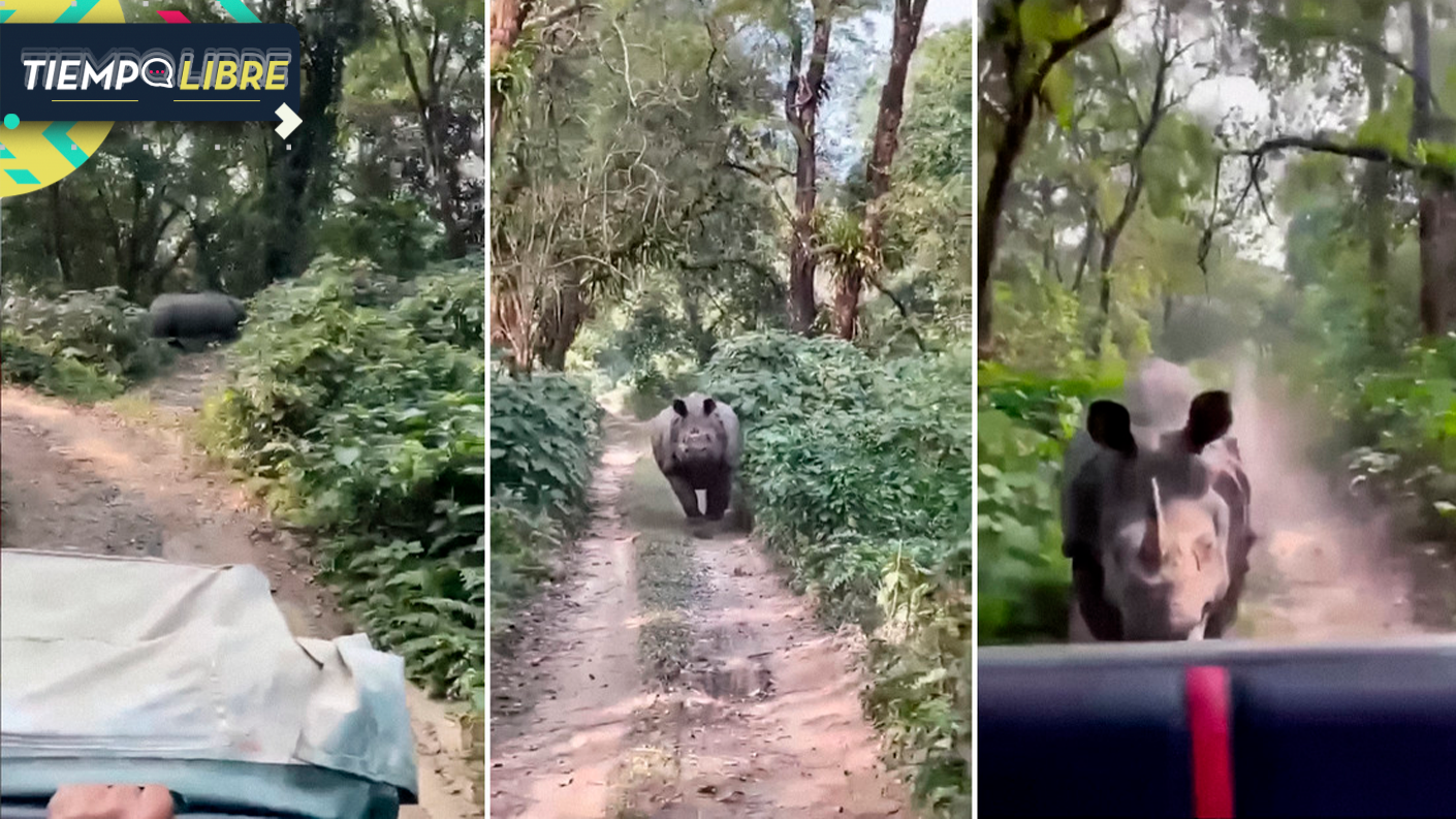 De terror: Turistas graban momento que rinoceronte los persigue al interior de un parque ...