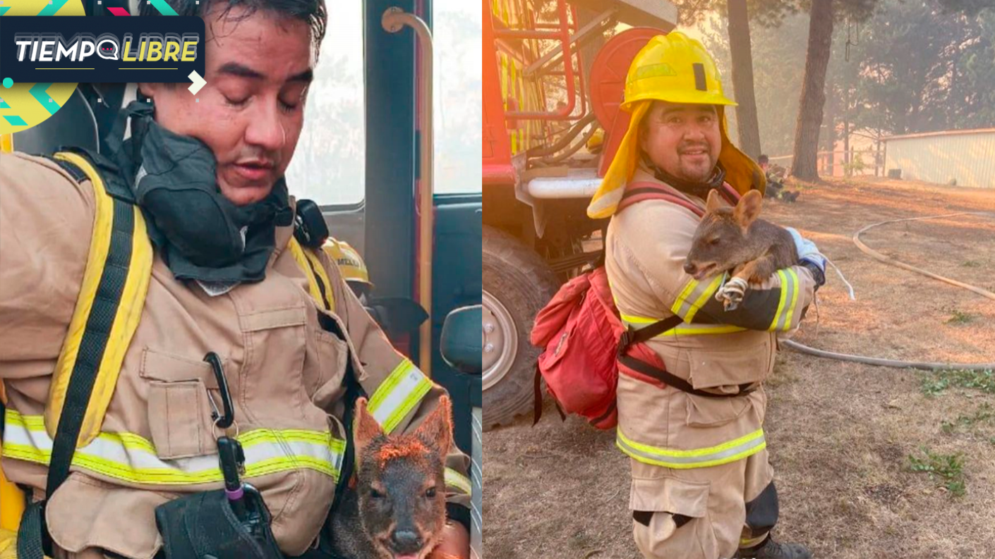 Bomberos logró rescatar con vida a pudú en medio de incendios forestales - Chilevisión