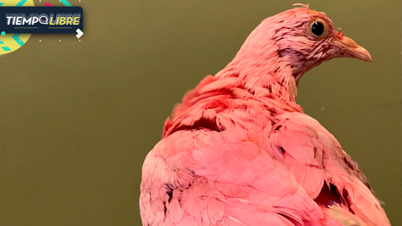No lo logró: Murió paloma que había sido teñida de rosado para fiesta ...