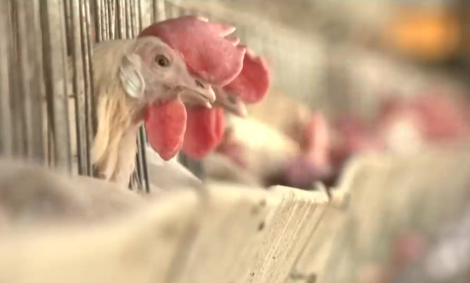 Ministerio de Salud llama a trabajadores de sector avícola a vacunarse contra la influenza aviar ...