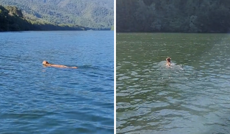 ¡Increíble! Turista registró a puma nadando en río del sur de Chile y ...