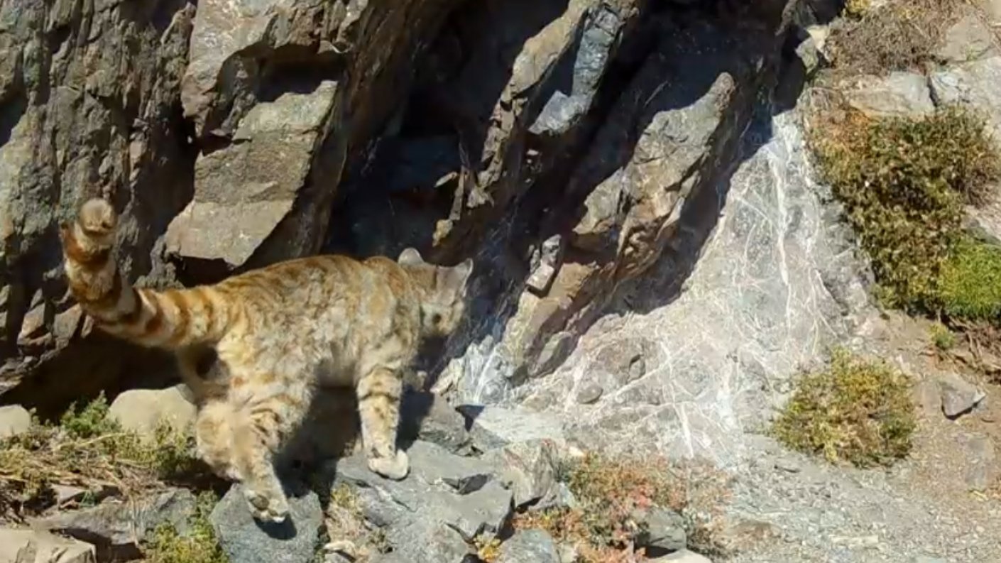 Captan histórico avistamiento de gato andino que se creía extinto en la ...