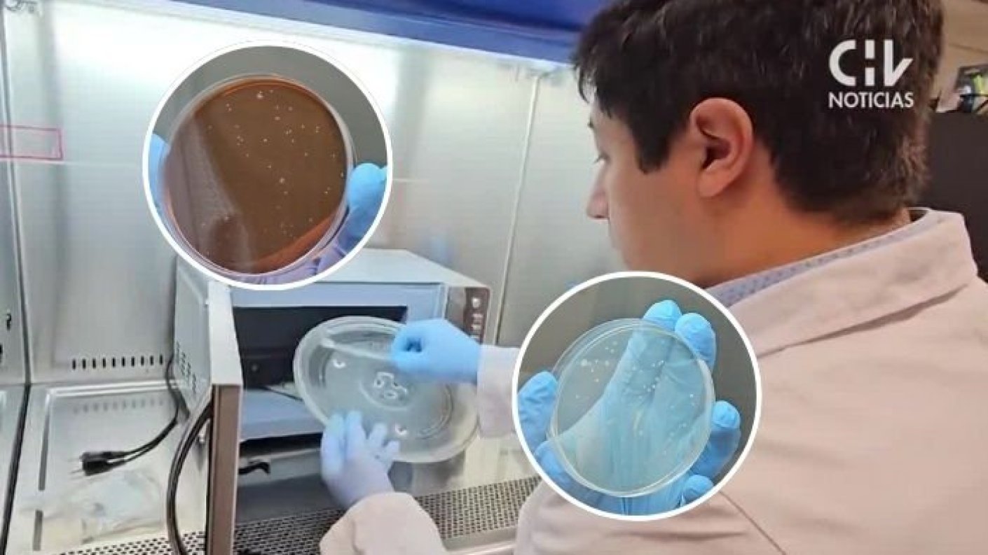 De hongos a coliformes: Esto puede pasar con tu comida (y salud) si no ...